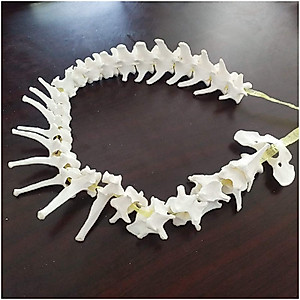 BZZBZZ Dog Spine Model - Animal Canine Skeleton Bone Anatomical Educational Model - for Veterinary Study Teaching Landscape Decoration