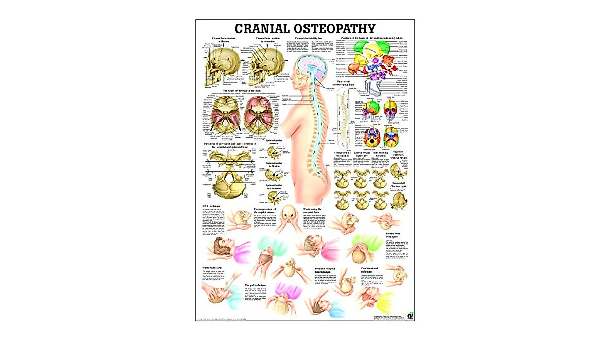 Craniosacral Osteopathy Anatomy Chart - Durable & Detailed