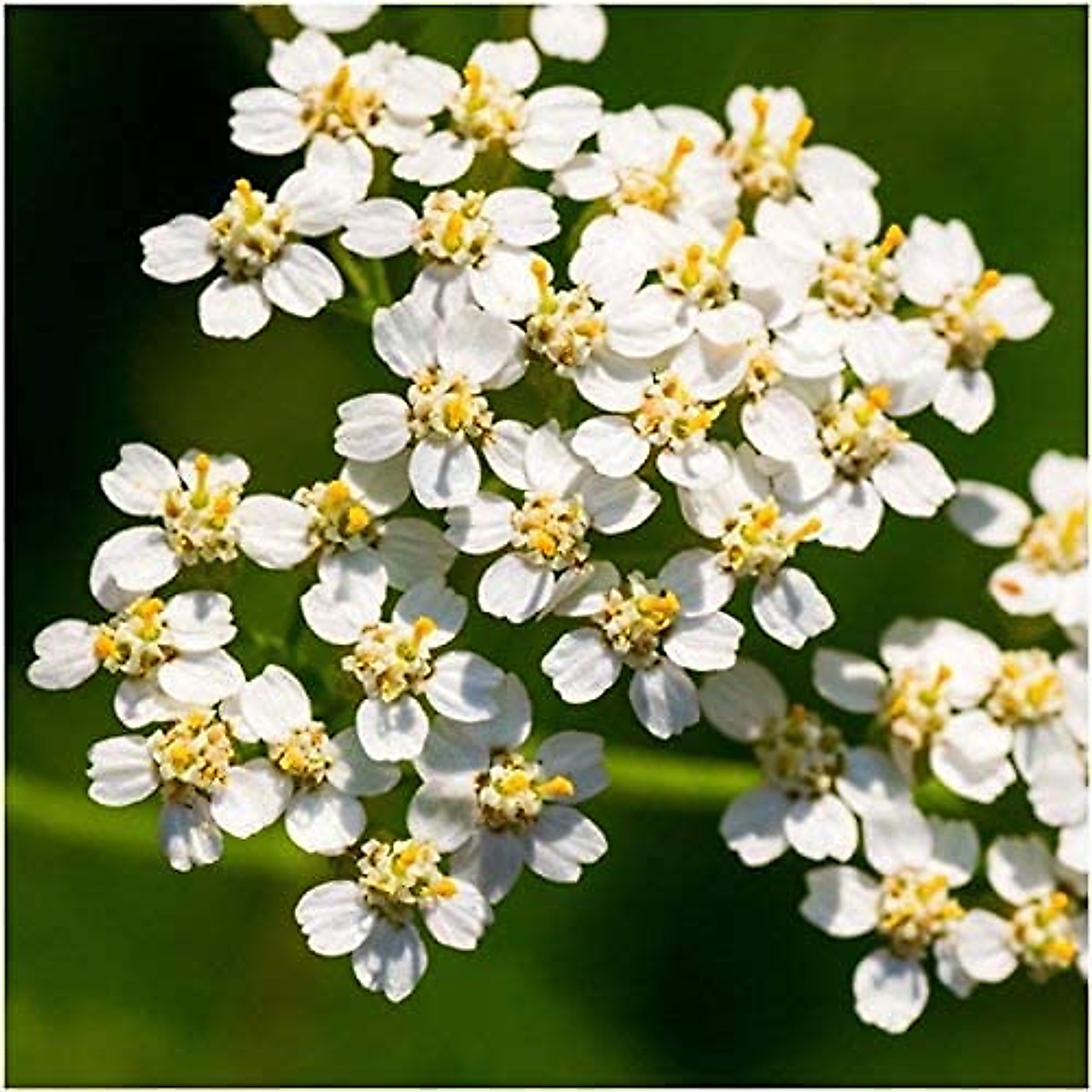 1Package of 25000-500000 Seeds, Perennial Wildflower Mixture (100% Pure Live Seed) Non-GMO Seeds (50g)