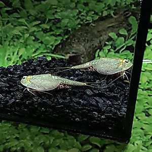Greenwaterfarm Triops Longicaudatus Eggs for Hatching and Culture Suitable to be Pet and Science Project (Pure 200 Eggs)