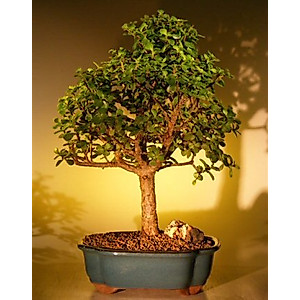 Bonsai Boy Baby Jade Bonsai Tree - Extra Large Portulacaria Afra