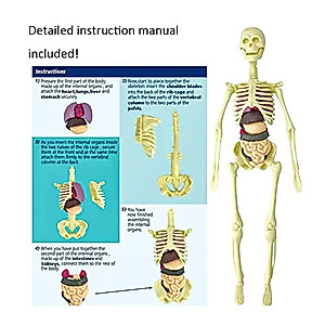 Hiawbon 3-D Human Body Model People Action Figure Human Torso Body Anatomy Interactive Scientific Kit with Removable Organs and Skeleton Model,Set A