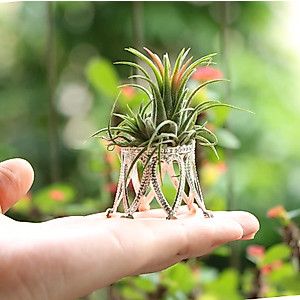 Newwe Pack of 3 Silver Air Plant Holder Cute Crystal Tillandsia Display Container Home Decors Office Desktop Marble Egg Sphere Stand
