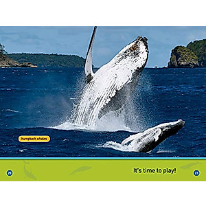 Whales (National Geographic Kids Readers, Pre-Reader)
