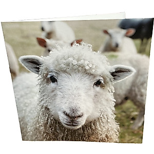 Maturi Sheep Photographic Blank Birthday Greetings Card, 6" x 6" Square