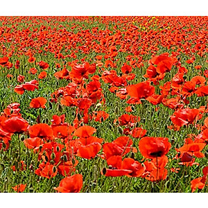 50,000 Flanders Red Corn Poppy Seeds 7 Grams Non GMO Heirloom USA Harvested pollinator bee Butterfly American Legion Poppy. Ornamental Poppy