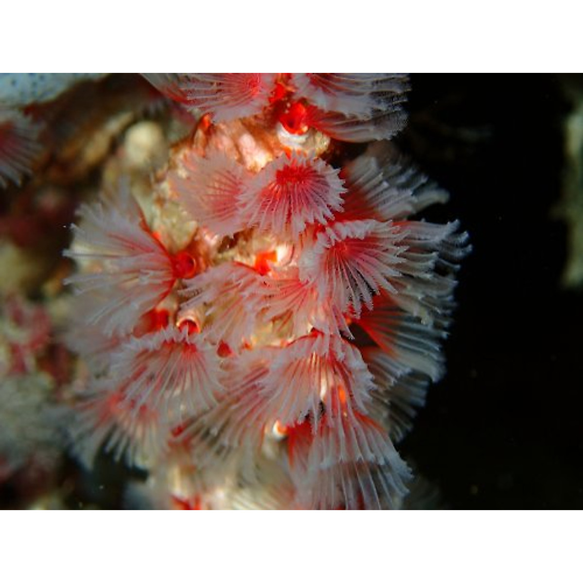 Stylus Tough TG-2 - Digital Camera - red