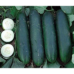 "Crispy Green" Cucumber Seeds for Planting, 25+ Seeds Per Packet, (Isla's Garden Seeds), Non GMO & Heirloom Seeds, Botanical Name: Cucumis sativus, Great Home Garden Gift