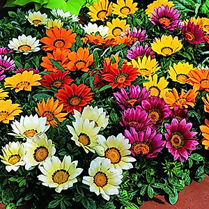 KIRA SEEDS - Treasure Flower Mix- Gazania - Annual Flowers for Planting - GMO Free