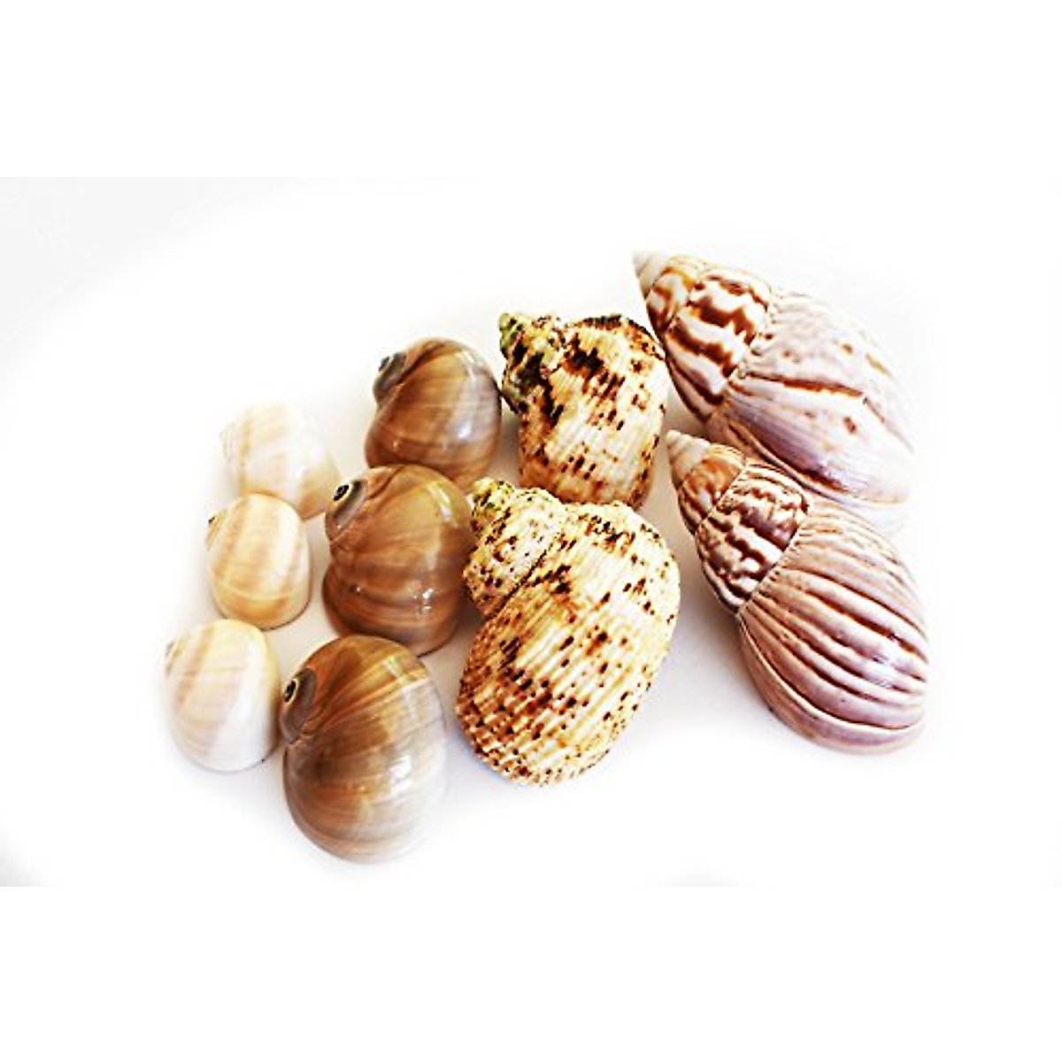 10 Shell Hermit Crab Changing Set - Medium Size (3/4-1 1/4" Opening) - Land Snails, Whales Eyes, Moon Shells, Turbos (Total of 10 Seashells)
