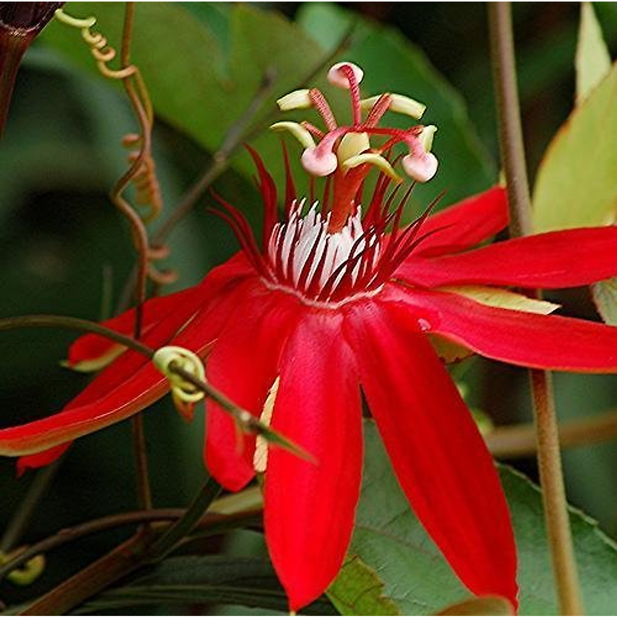 Scarlet Flame Red Passion Flower Vine Live Plant Passiflora Hybrid Starter Size 4 Inch Pot Emeralds TM