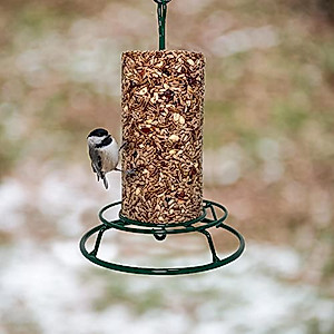 Birdie Blends Birdie Banquet Bugs, Nuts and Fruit Bird Seed 4" Cylinder for Wild Birds (2-Pack)