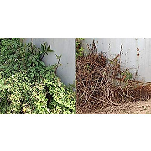 RM43 43-Percent Glyphosate Plus Weed Preventer Total Vegetation Control, 1-Gallon