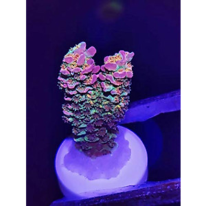 Aquarium Choice Ceramic Coralline Coral Frag Plugs 30 Pack