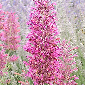 Hummingbird Mint Seeds Agastache Heather Queen Fragrant Deer & Drought Resistant Attracts Hummingbirds Low Maintenance Rock Garden Bed Border Outdoor 60Pcs Flower Seeds by YEGAOL Garden