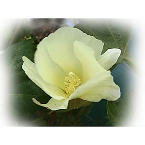 MRC Brand Cotton Seeds Non-GMO, untreated 20+ Cotton Seeds