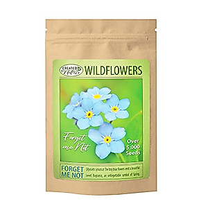 Forget Me Not Flowers (Myosotis sylvatica) - Over 5,000 Premium Seeds