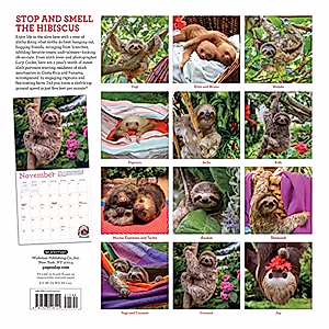 Original Sloths Wall Calendar 2023: The Ultimate Experts at Slowing Down