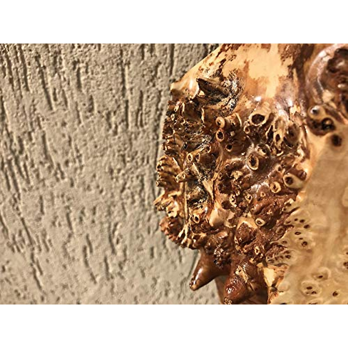 Table top from poplar burl slab, live edge table top, poplar burl, slab burl