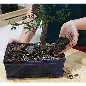 All-Purpose Bonsai Potting Mix (4 Quarts), All-Natural Organic Nutrient-Rich Bonsai Soil Mixture