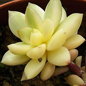KOqwez33 Seeds Plant for Garden Decoration,300Pcs Mixed Succulent Plant Seeds Ornamental Potted Bonsai Garden Balcony Decor - Mix Succulent Seeds