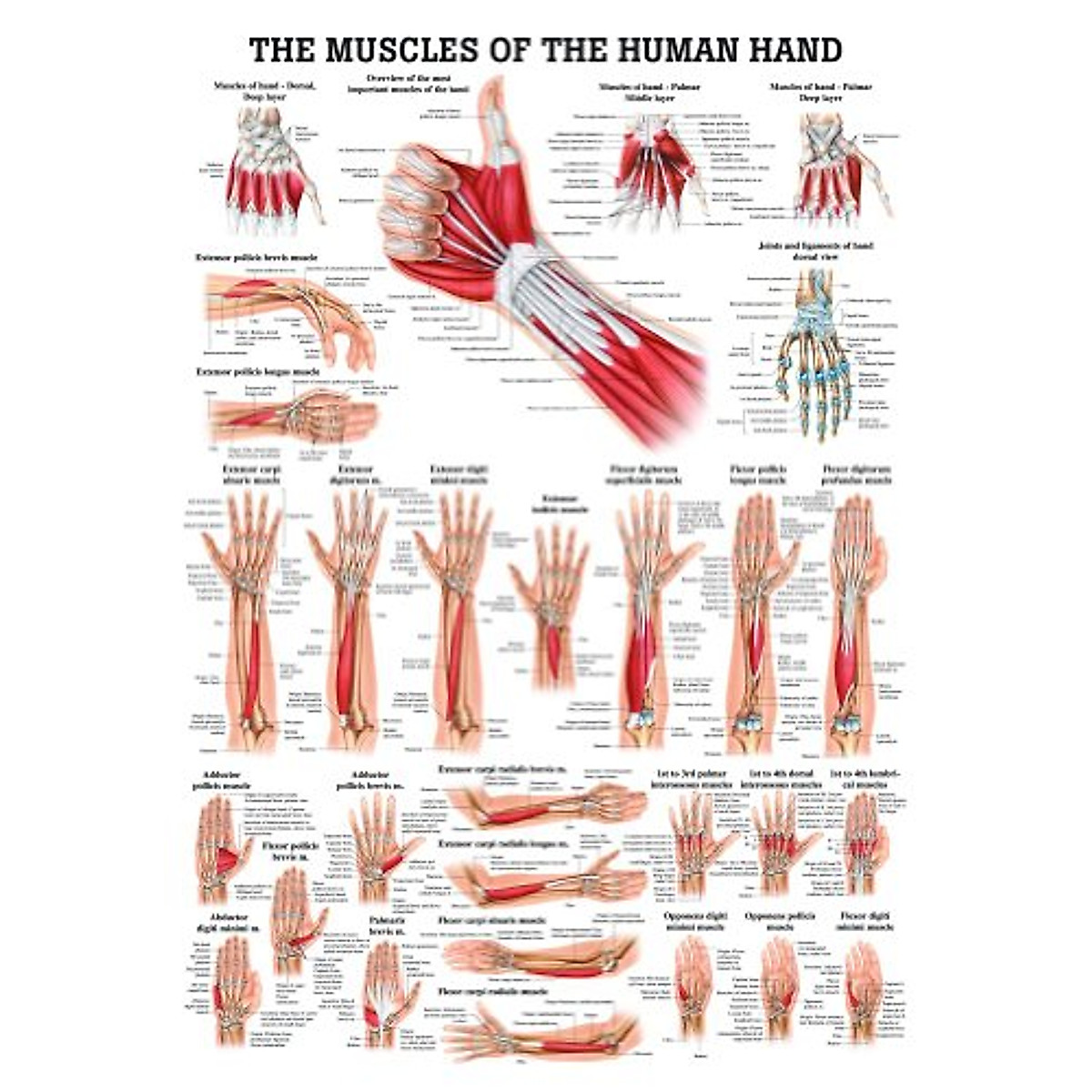 Anatomical Worldwide PO55E Muscles of The Hand Laminated Anatomy Chart