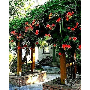 Dark Red Hummingbird Trumpet Vine Seeds Hardy Hummingbirds Love It jocad (20 Seeds)