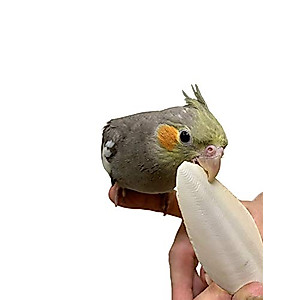 Birds LOVE Natural Cuttlebone – Premium Calcium & Trace Mineral Supplement for Avian Species, Tortoises, and Snails – Pure Cuttlebone for Parakeets, Cockatiels and All Birds | 4-Pack - Size 3.5 to 4"