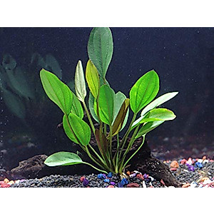 Discus-Warm Water Aquarium Plant Bundle