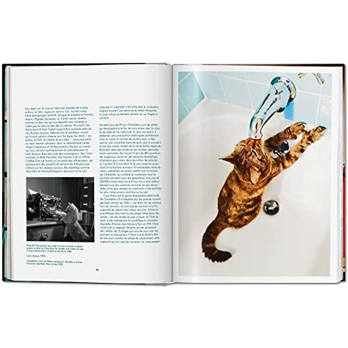 Cats: Photographs 1942 - 2018