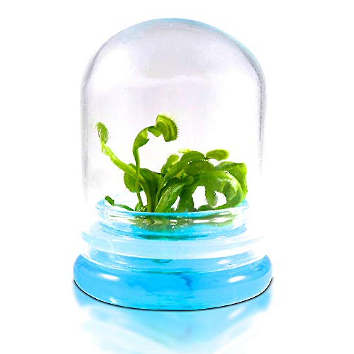 Venus Fly Trap, Fly Trap Carnivorous Plant, a Fun & Live Gift!