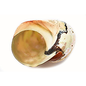 Large Polished Turbo Sarmaticus Shell (3" - 3 1/2") 1 1/2" Opening Beach Crafts Nautical Decor Large Hermit Crabs - Florida Shells and Gifts