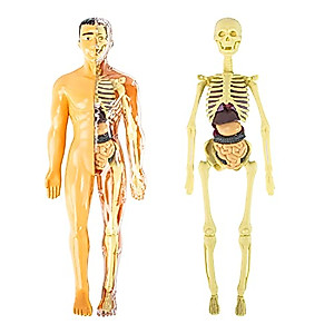 Hiawbon 3-D Human Body Model People Action Figure Human Torso Body Anatomy Interactive Scientific Kit with Removable Organs and Skeleton Model,Set A