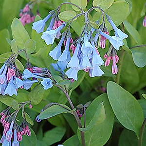 QAUZUY GARDEN Virginia Bluebells Seeds 10 Virginia Cowslip, Lungwort Oysterleaf, Mertensia Virginica, Attract Pollinators, Annual Native Wild Flower, Low-Maintenance