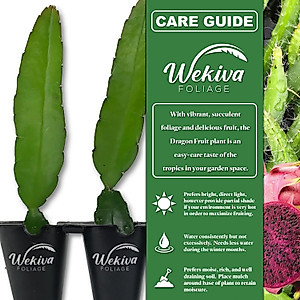 Edgar's Baby Dragon Fruit Tree - 4 Live Starter Plants - Hylocereous Undatus - Edible Tropical Fruit Plant from Florida