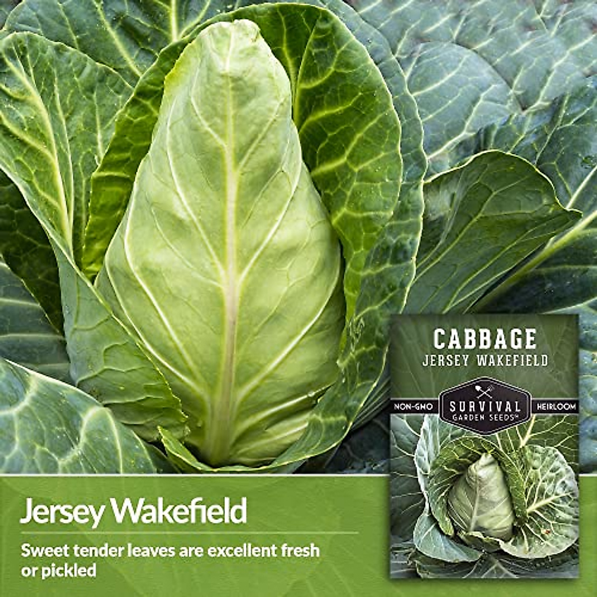 Survival Garden Seeds - Jersey Wakefield Cabbage Seed for Planting - 2 Packs with Instructions to Plant and Grow Cone-Shaped Green Cabbages in Your Home Vegetable Garden - Non-GMO Heirloom Variety