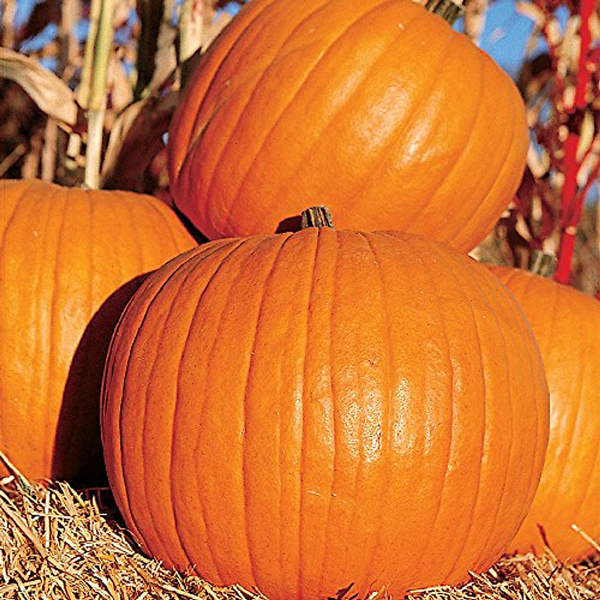Seeds of Change Certified Organic Howden Pumpkin