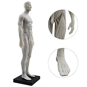 Global-Dental 11 inch Male Human Anatomical Model Art Anatomical Figure White
