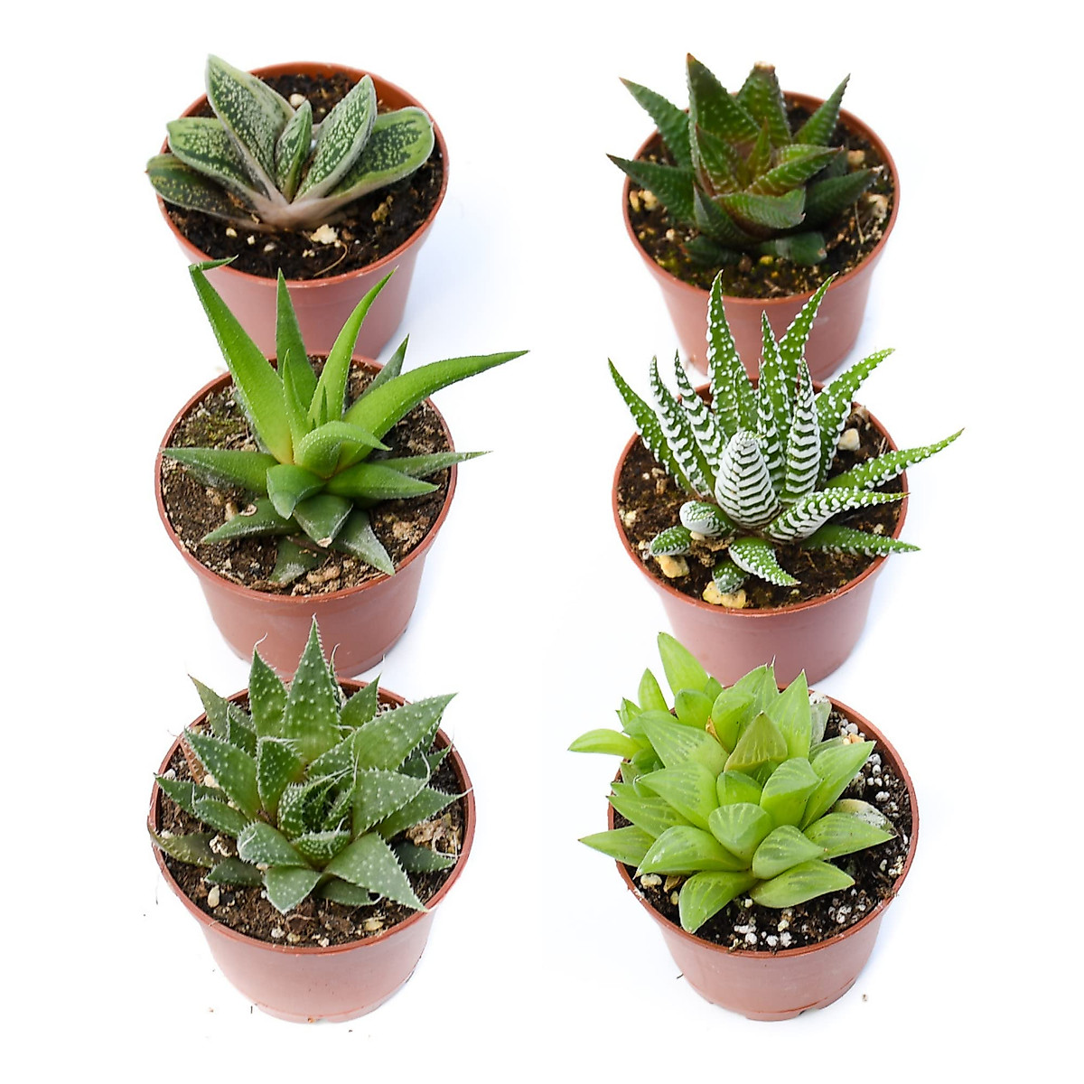 Live Indoor Succulent Plants – 2-inch Assorted Small Succulent – Real Fully Rooted Indoor Succulent Plants (6)