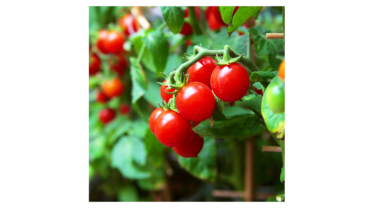 Dwarf Bush Cherry Tomatoes Seeds for Planting About 20 Seeds for ...