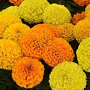 Outsidepride Tagetes Erecta Taishan African Marigold Garden Flower Seed Mix - 100 Seeds