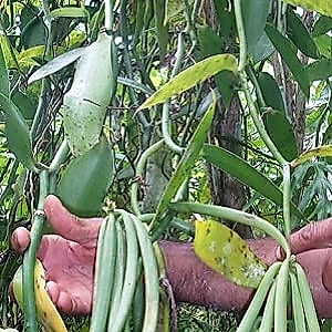 Pure vanilla extract without alcohol / Natural Vanilla Extract / Alcohol Free / Without Alcohol / Bourbon Vanilla / Vegan / Gluten Free / 176 fl oz / 5 Litres / Halal