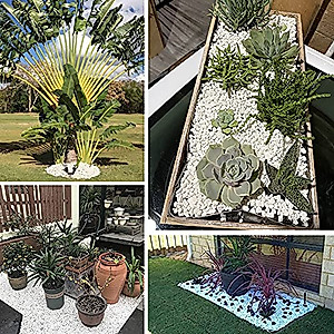 Anothera 18-lb Bulk Bag White Pebbles 1/2" Size Aquarium Gravel Outdoor Garden Paving Plant Decorative Stones