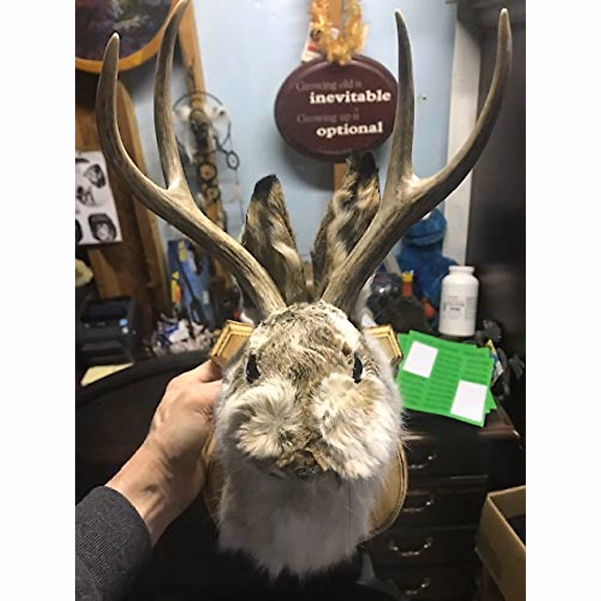 Jackalope Shoulder Head Mount Taxidermy Mounted 4 Point Antlers Professionally Done (Bailey)