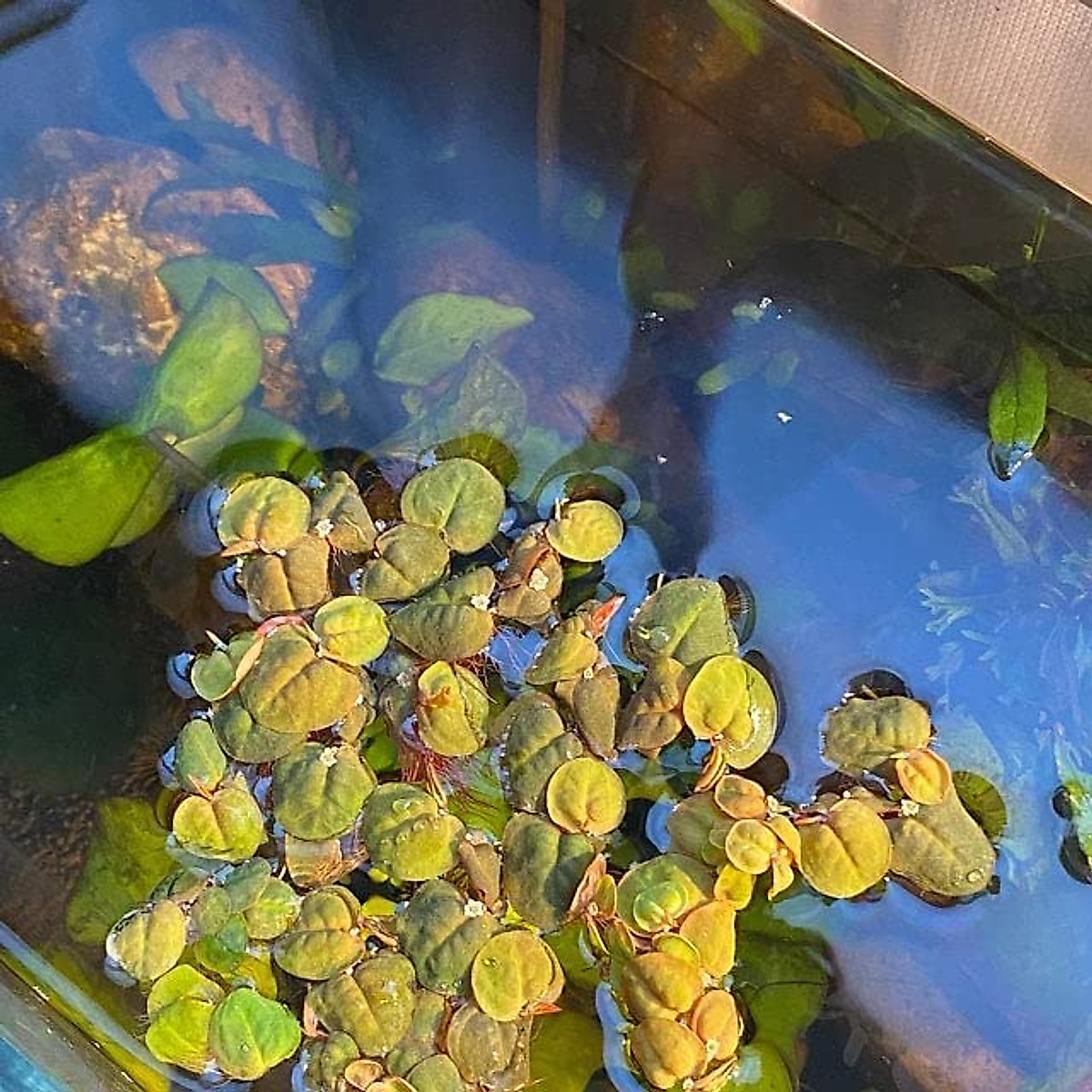 Red Root Floater - Live Aquarium Plants - 4oz Cup | Floating Live Plants for Aquariums or Ponds