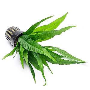 SubstrateSource Java Fern Live Aquarium Plants - Potted Freshwater Plant for Fish Tanks - Beginner Friendly, Low Light (Java Fern, 1 Pot)