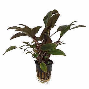 Potted Cryptocoryne Wendtii Red - Live Aquarium Live Plant