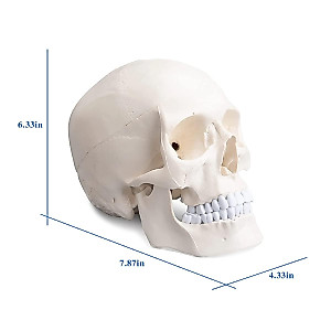 SKUMOD Life Size Human Skull Model, Replica Realistic Human Skull with Removable Skull Cap and Articulated Mandible, Full Set of Teeth, 7.2x4.2x4.95in
