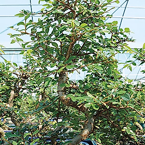 Brussel's Live Chinese Elm Outdoor Bonsai Tree - 7 Years Old; 8" to 10" Tall with Decorative Container