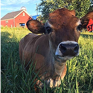 Maple Hill Creamery Organic Cream on Top Yogurt - USDA Organic Whole Milk Yogurt – Unsweetened No Sugar Added– 100% Certified Grass-Fed Yogurt, Plain, 32 oz